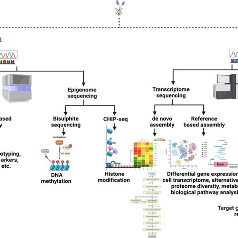 Potentials Of Next Generation Sequencing NGS In The Study Of Download Scientific Diagram