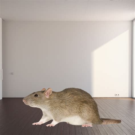 What Are The Most Common Types Of Rats Found In The Uk And How To Dis