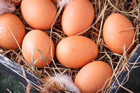 When Do Rhode Island Reds Start Laying And 15 Other Fun Facts The Hip