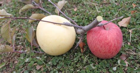 한 나뭇가지에 빨간 사과·황금 사과가 주렁주렁영양 농부들이 개발했다
