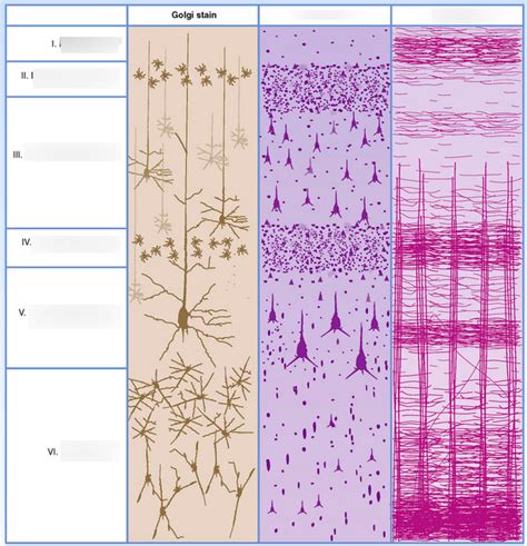 Diagram Of 6 Layers Of Developed Human Neocortex Quizlet