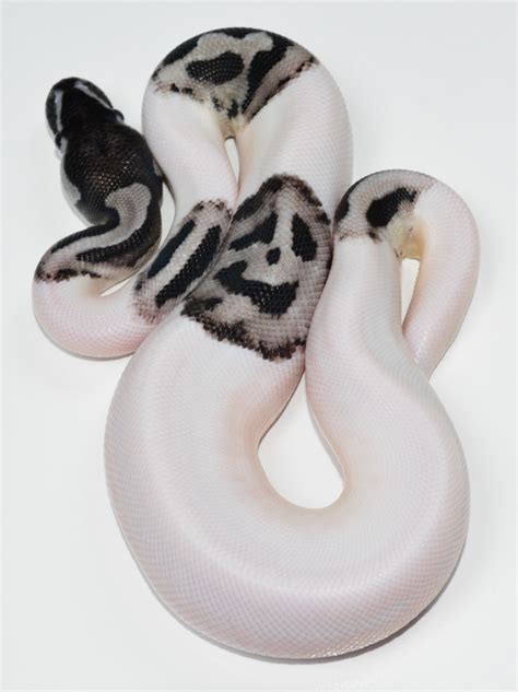Axanthic Mj Ball Python Traits Morphpedia