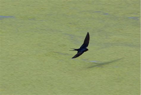 Hirundo Rustica Fct Viva