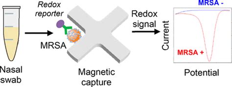 Nanoparticle Mediated Capture And Electrochemical Detection Of Methicillin Resistant