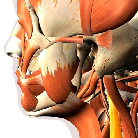 Anatomy And Physiology For The Jaw Evidence For Exercise