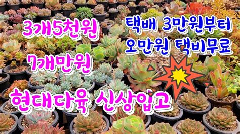 ★대박 할인★현대다육 국민다육 여러가지 골라서 3개 5천원 7개 1만원교차구입 가능 신상입고 인천시 남동구 장수동 621