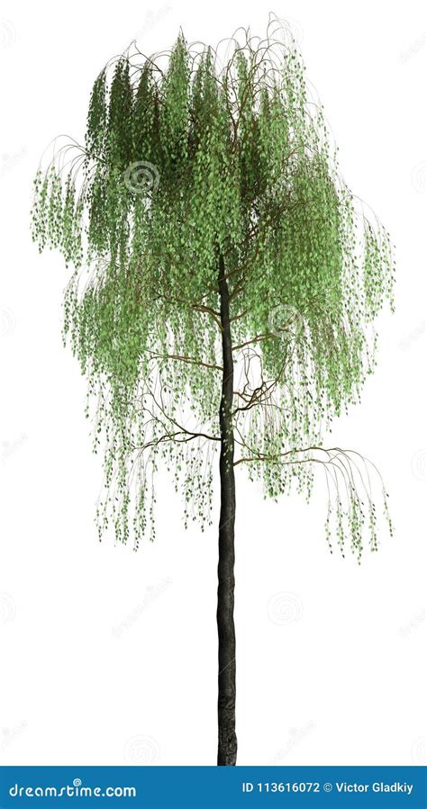 3d Illustration Tree Isolated On A White Background Stock Illustration