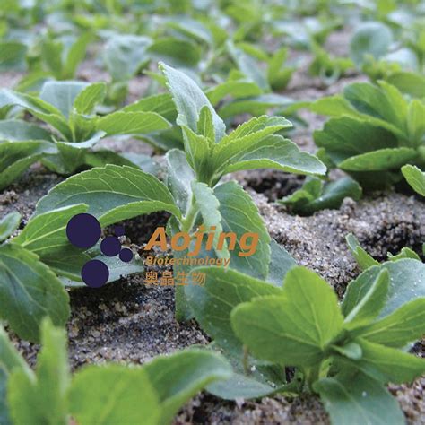 China Stevia Leaf Extract Steviol Glycosides Ra98 Offered By Chinese