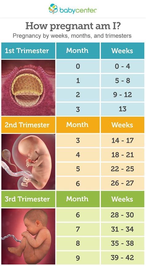 Really Helpful Chart On Pregnancy By Weeks Months And Trimesters Pregnancymonths Pregnancy