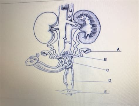 Solved A Vagina Structure A B Ovary V Structure B C Chegg Com