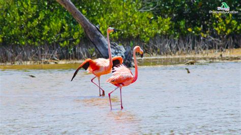 Celestún Yucatán Flamingo Sanctuary Tour And Visit Mangroves And Nature