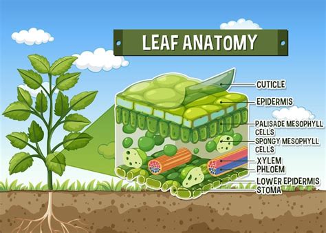 Premium Vector Internal Structure Of Leaf Diagram