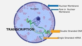 Protein Synthesis PowerPoint Presentation By William McNally TPT
