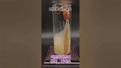 혐주의 나방 똥 싸는 모습 Youtube