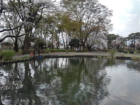 烏ヶ森公園の水辺の桜4月2日 写真共有サイトフォト蔵