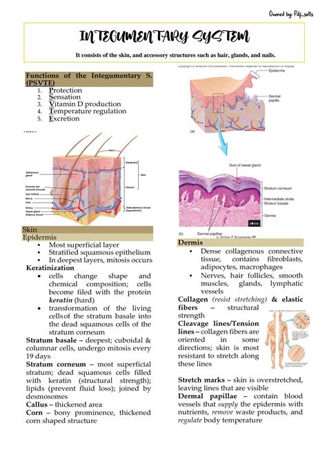 Solution Anatomy Integumentary System Notes Studypool