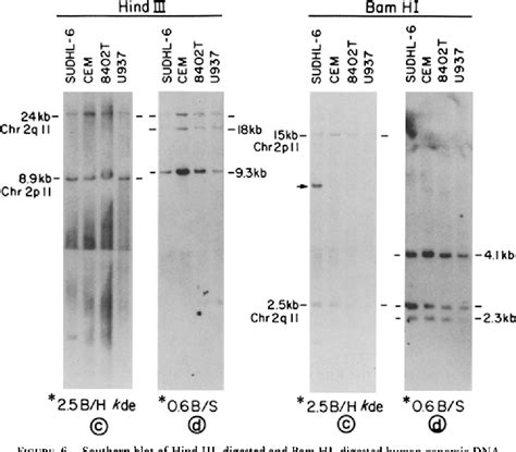 Figure 6 From The Kappa Deleting Element Germline And Rearranged