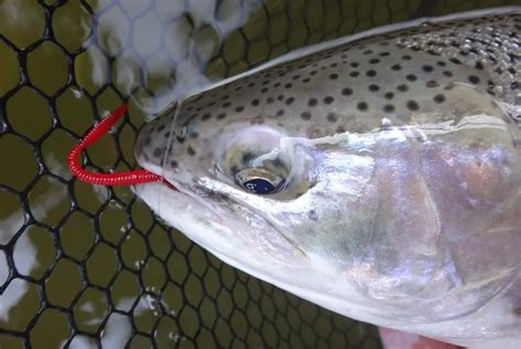 Fishing With Worms For Trout And Steelhead 10 Guide Tips