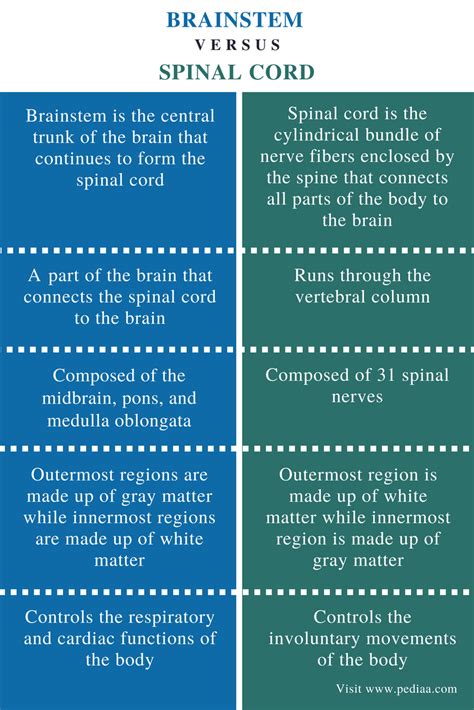 difference between brainstem and spinal cord definition components