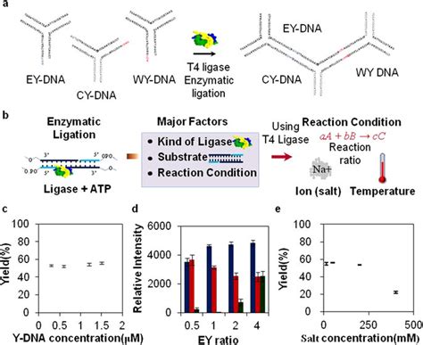Schematic Drawing Of Major Ligation Factors And Evaluation Of T4 Ligase Download Scientific