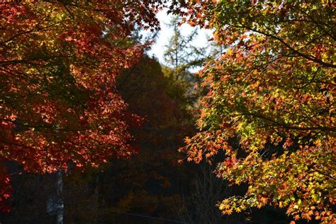 가을단풍을 찾아 떠난 임실여행 성수산 자연휴양림 단풍과 상이암 네이버 블로그