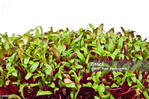 흰색 배경에 비트 마이크로 그린 녹색 잎의 질감이 닫힙다 0명에 대한 스톡 사진 및 기타 이미지 0명 개념 건강한 식생활 Istock