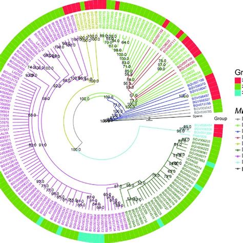 Phylogeny Tree Constructed Using Consensus Genomic Sequence Of Mes Download Scientific Diagram