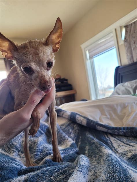 20yr Old Gremlin Got A Bath Draw Lily In The Best Or Worst Way Possible R Redditgetsdrawnbadly