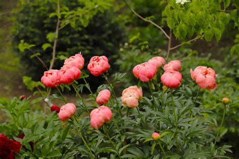 საქართველოს ეროვნული ბოტანიკური ბაღი • National Botanical Garden Of საქართველოს ეროვნული