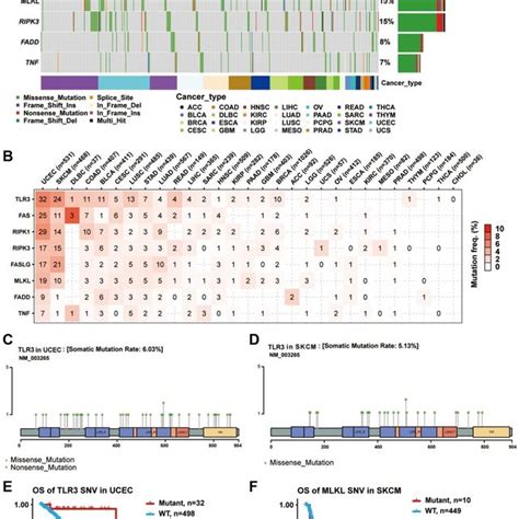 Single Nucleotide Variation Snv Analysis Of Necroptosis Related Download Scientific Diagram
