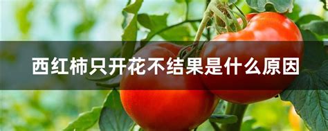 西红柿只开花不结果是什么原因 如意谷