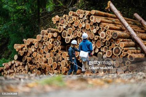 Selective Logging Photos And Premium High Res Pictures Getty Images