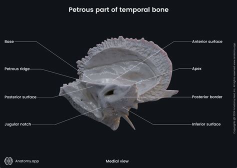 Temporal Bone Anatomy App