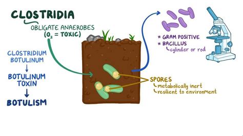 Clostridium Botulinum Botulismo Vídeo And Anatomía Osmosis