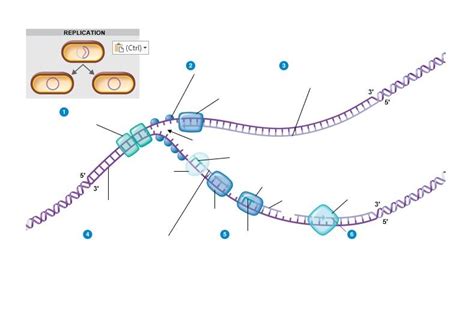 Unit 2 Chapter 8 DNA Replication Fork Diagram Quizlet