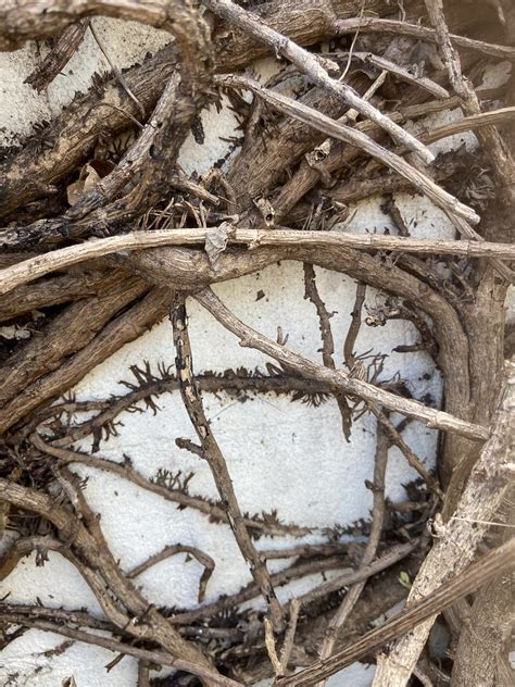 Untitled Robin Hutton Flickr