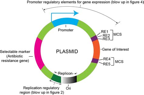 Cloning Vectors Definition Types Features Applications Biology Notes Online