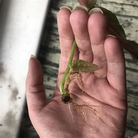 123 Best Begonia Maculata Images On Pholder Houseplants Begonias And Takea Plant Leavea Plant