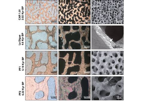 Thin Section Left Middle And Scanning Electron Microscope Sem Download Scientific Diagram