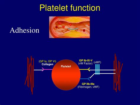 Ppt Platelet Structure And Function Powerpoint Presentation Free Download Id 6612392