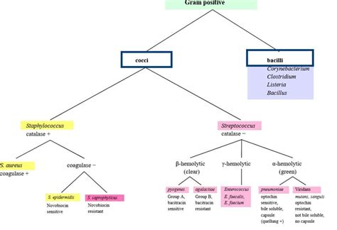 Gram Positive Bacteria Characteristics List Cell Wall Composition Classification And