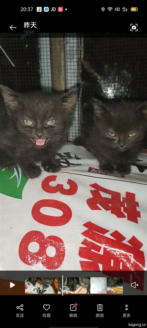 小黑猫仔待好心人领养 领养猫咪