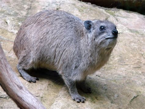 Procavia Capensis Damanes Hyrax · Foto Gratis En Pixabay