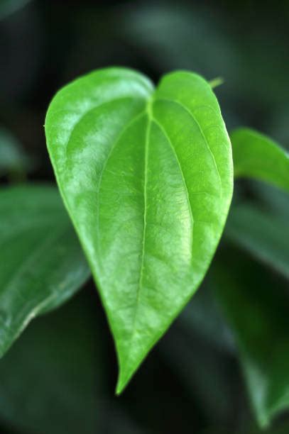 20 Daun Bit Foto Foto Foto Stok Potret And Gambar Bebas Royalti Istock
