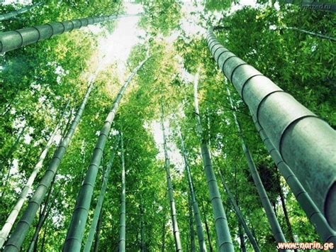 ფლორა და ფაუნა April 2011