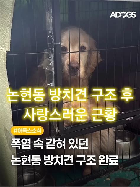 ️복숭아입양완료 ️ 논현동 방치견 구조 후 근황 유기견 입양 반려견 아기 강아지 댕댕이 보호소 가족 사지말고입양하세요 방치견 구조 Youtube