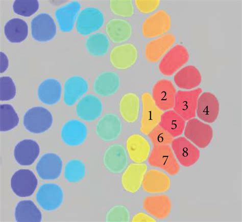 The Visual Illustration Of Separated Red Blood Cells By Watershed