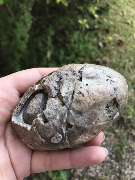 Some Kind Of Fossilized Egg Fossil Id The Fossil Forum