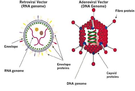 Difference Between Dna And Rna Virus At Leo Salier Blog