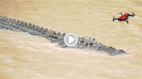 crocodile eats a drone that gets too close sporting shooter